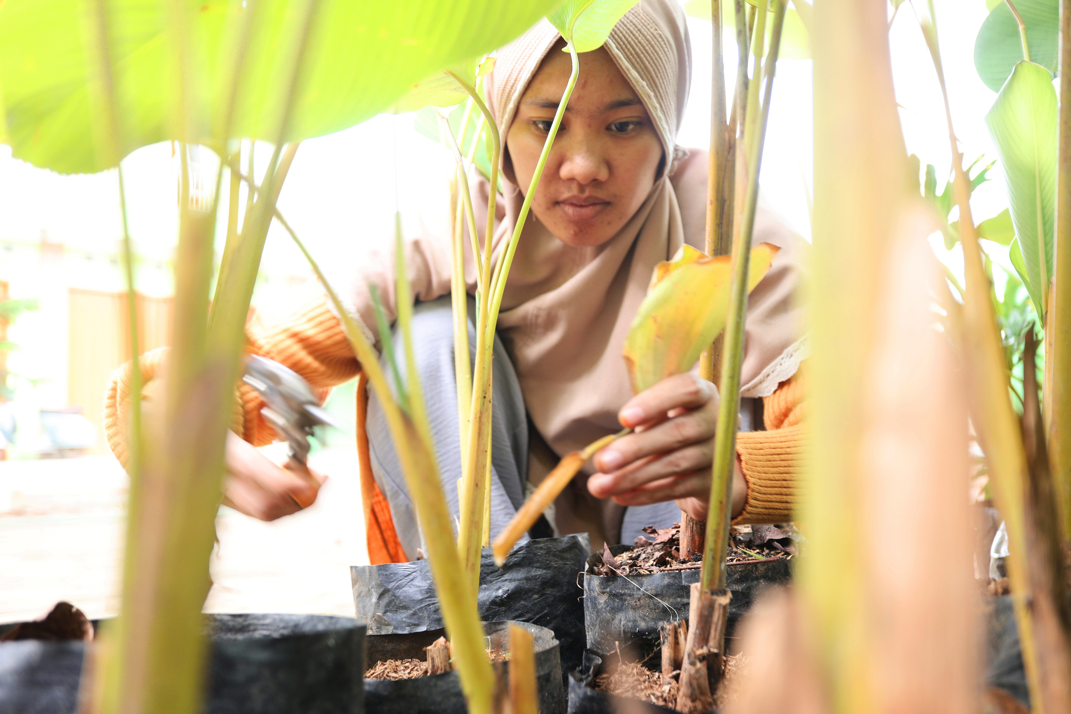 OCS Indonesia Introduces the Green Apprenticeship Project - OCS